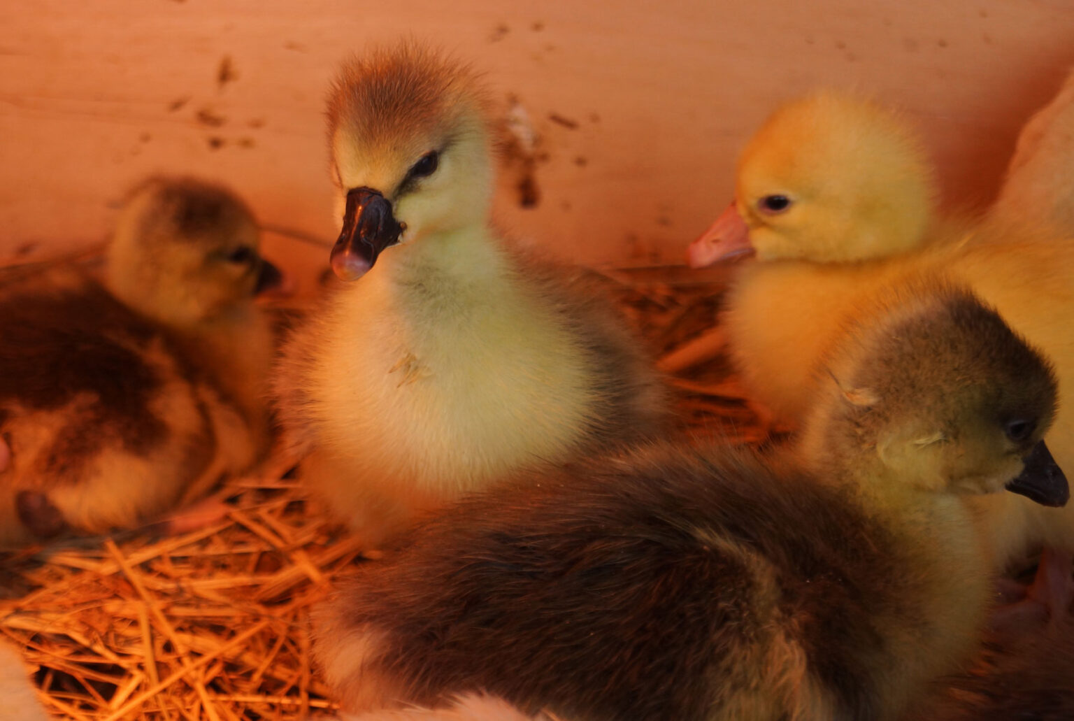 Baby Chick Brooder Ideas - Backyard Poultry